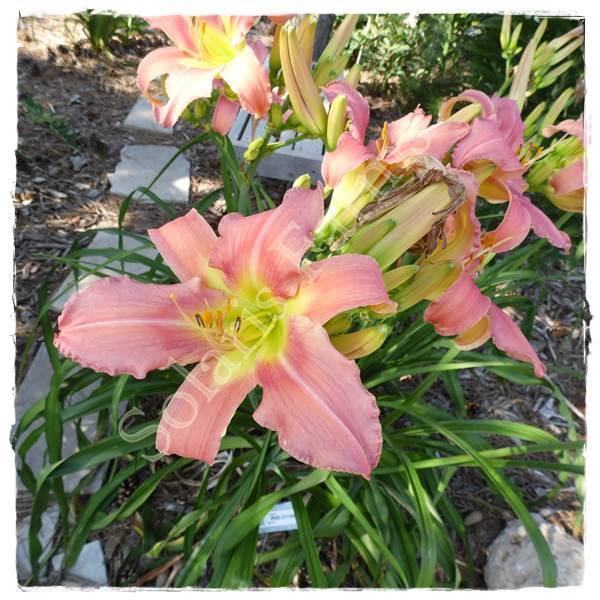 Daylily (Hemerocallis 'Amazon Girl') in the Daylilies Database - Garden.org