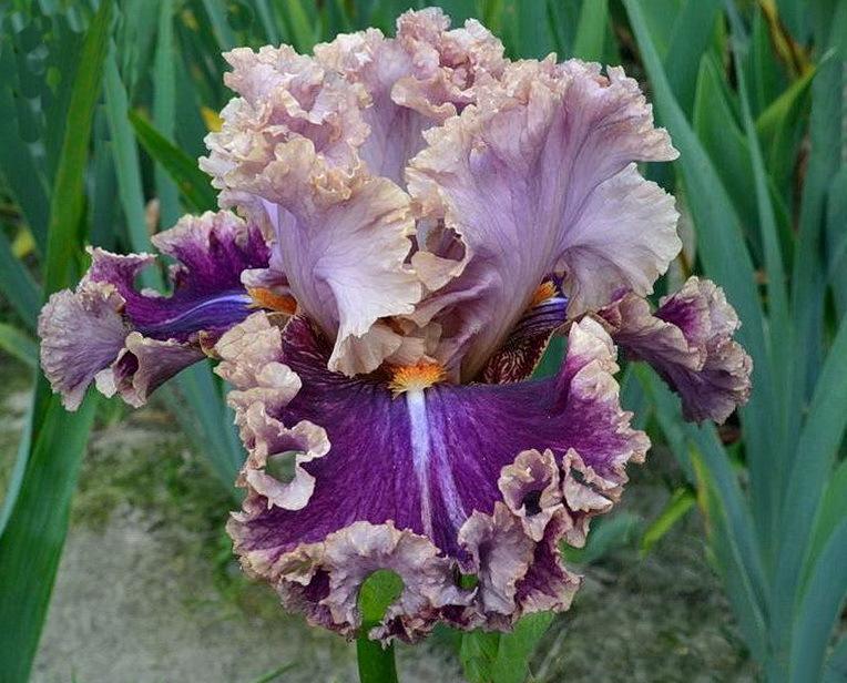 Irises: Plant Care and Collection of Varieties - Garden.org