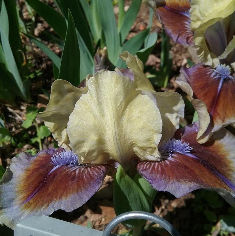 Photo of the bloom of Standard Dwarf Bearded Iris (Iris 'Rainbow Rim') posted by grannysgarden ...