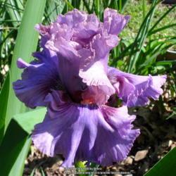 Tall Bearded Iris (Iris 'Ruby Haze') in the Irises Database - Garden.org
