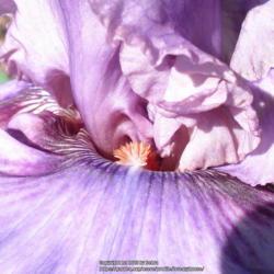 Tall Bearded Iris (Iris 'Ruby Haze') in the Irises Database - Garden.org