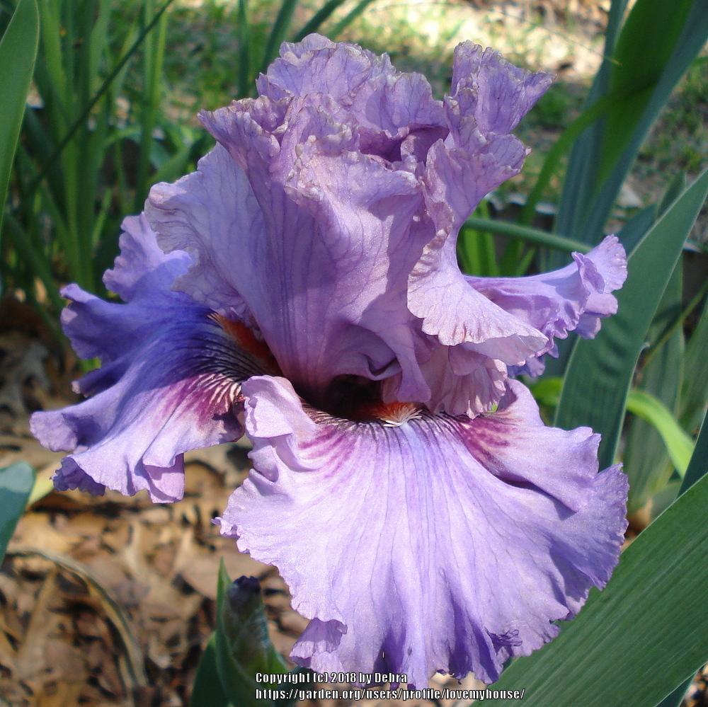 Tall Bearded Iris (Iris 'Ruby Haze') in the Irises Database - Garden.org
