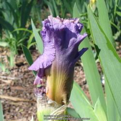 Tall Bearded Iris (Iris 'Ruby Haze') in the Irises Database - Garden.org