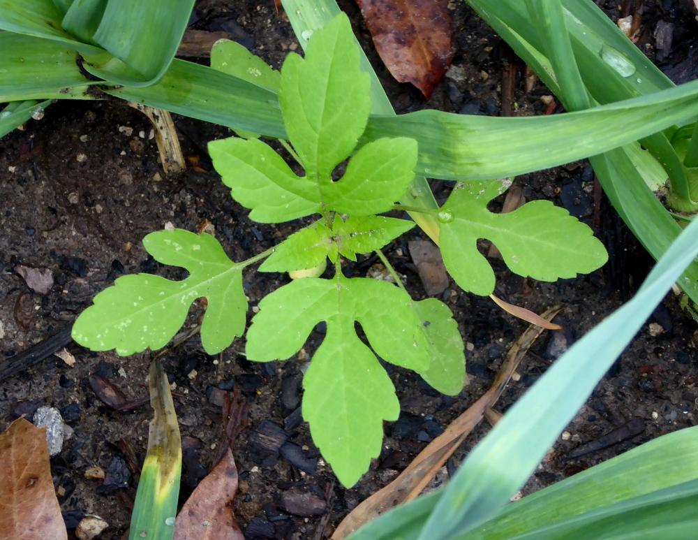 Giant Ragweed (Ambrosia trifida) - Garden.org