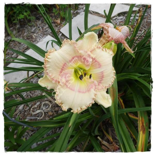 Daylily (Hemerocallis 'Pattern of Life') in the Daylilies Database ...