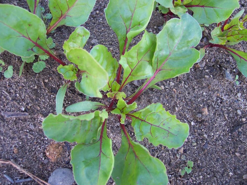Beets: Plant Care and Collection of Varieties - Garden.org