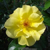 Rose (Rosa 'Lemon Fizz') in the Roses Database - Garden.org