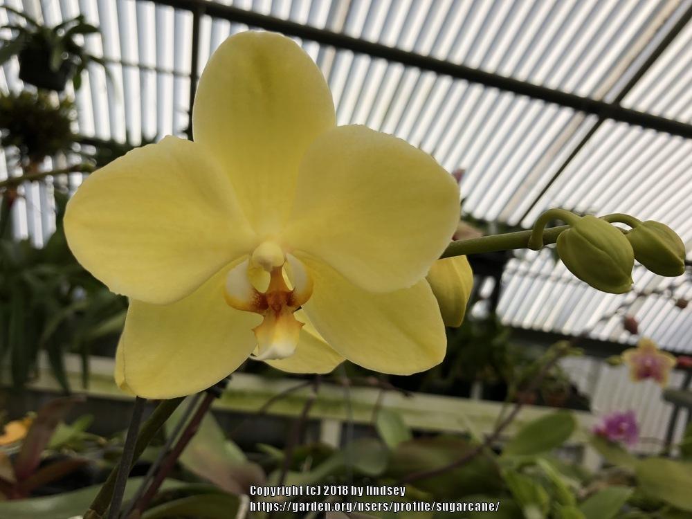 Orchid (Phalaenopsis Golden Emperor 'Sweet') - Garden.org