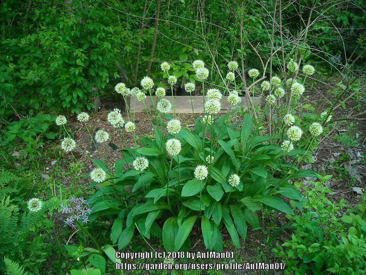 Victory Onion (Allium victorialis) - Garden.org