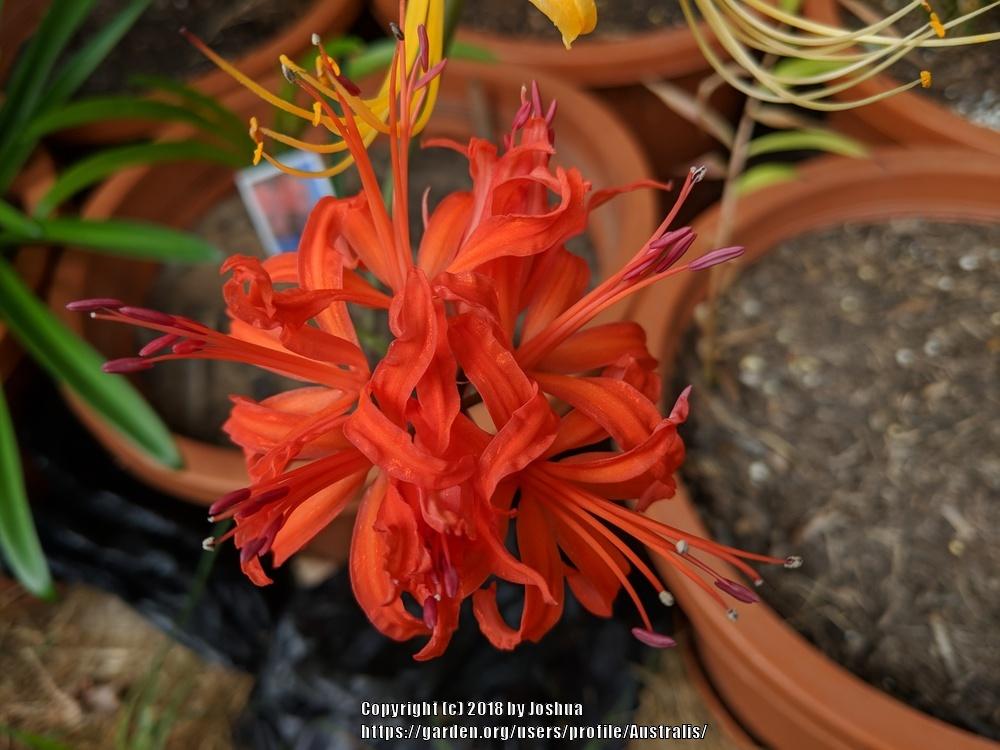 Cape Lilies: Plant Care and Collection of Varieties - Garden.org
