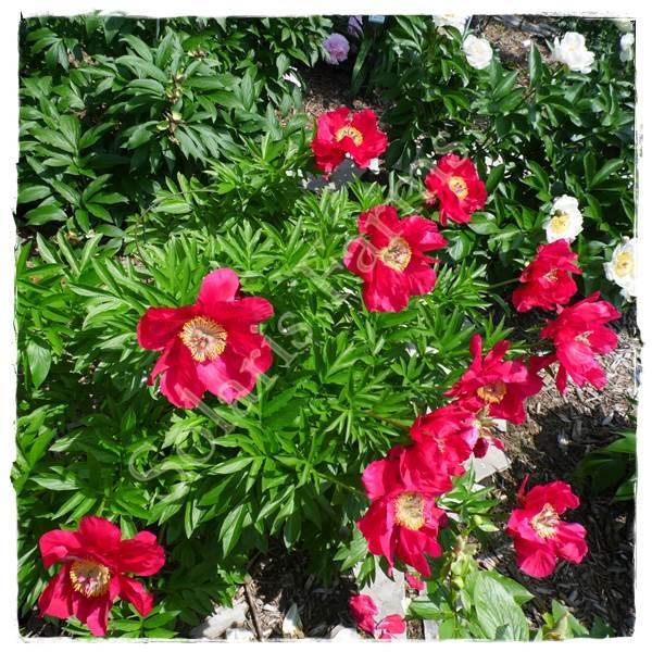 Photo of the entire plant of Peony (Paeonia 'Legion of Honor') posted ...