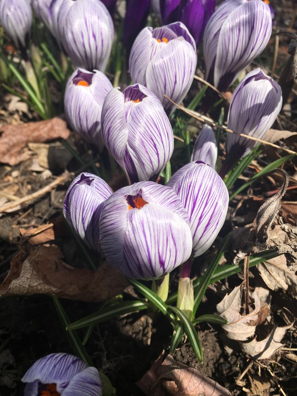 Crocus: Plant Care and Collection of Varieties - Garden.org