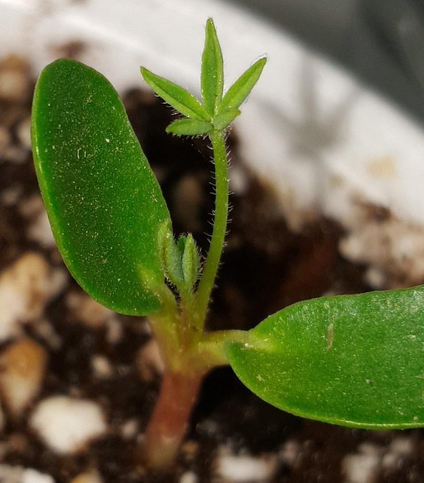 Identifying Seedlings in the Plant ID forum - Garden.org