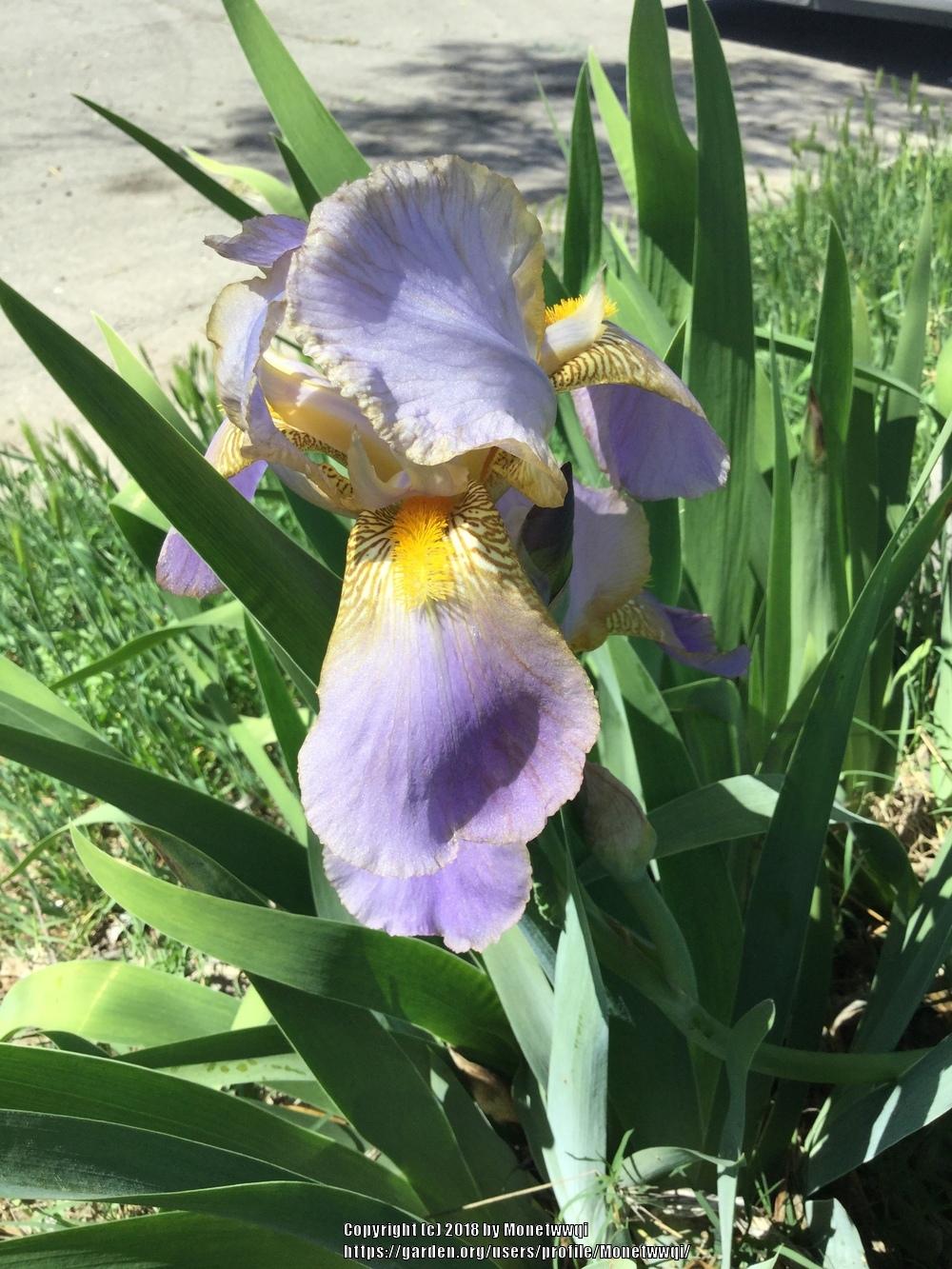 Happy Easter Iris in the Irises forum - Garden.org