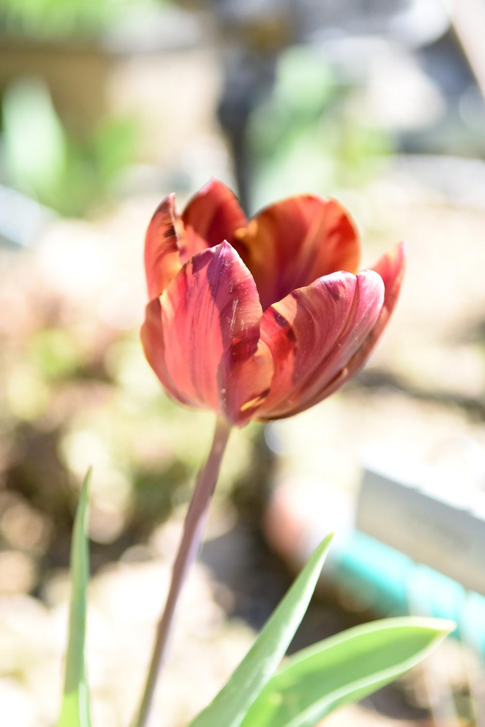 Photo of the bloom of Rembrandt Tulip (Tulipa 'Absalon') posted by ...