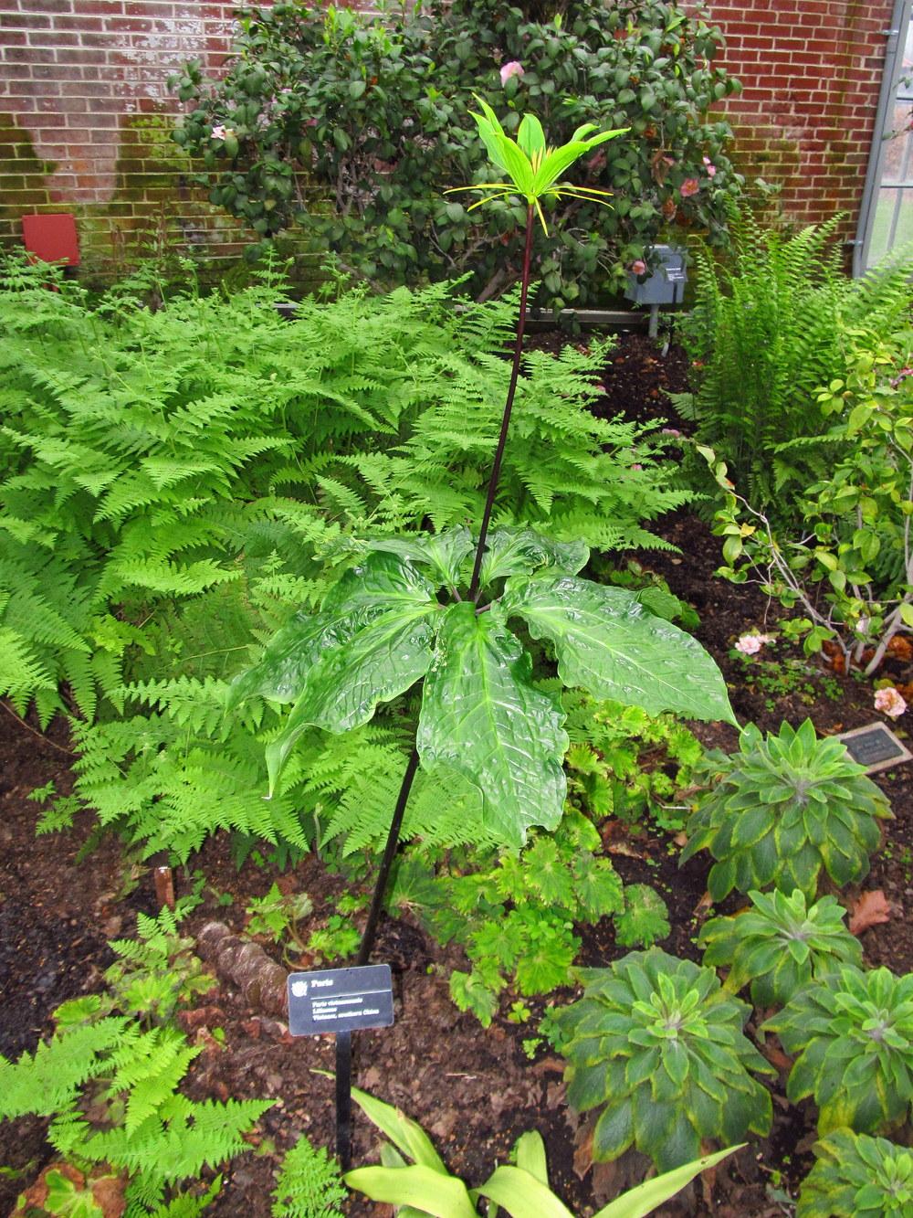 Paris (Paris vietnamensis) - Garden.org