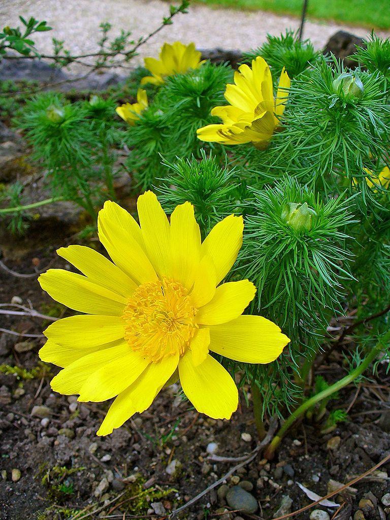 Spring Adonis (Adonis vernalis) - Garden.org