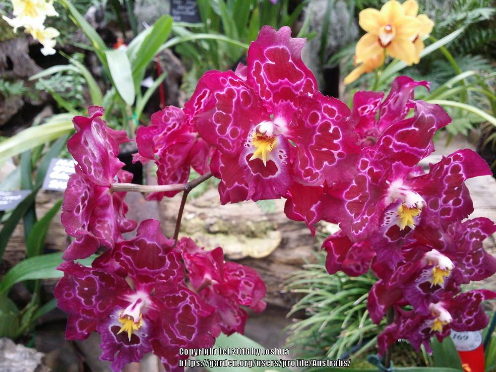 Orchid (Oncidium Phoenix Flight) - Garden.org
