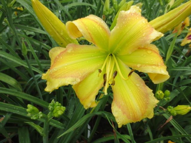 Daylily (Hemerocallis 'Lemon Lip Smacker') in the Daylilies Database ...