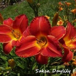 Daylily (Hemerocallis 'Bright Sunset') in the Daylilies Database ...