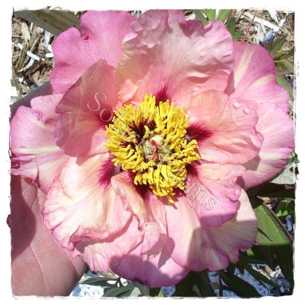 Peony (Paeonia 'Madame Louis Henry') in the Peonies Database - Garden.org