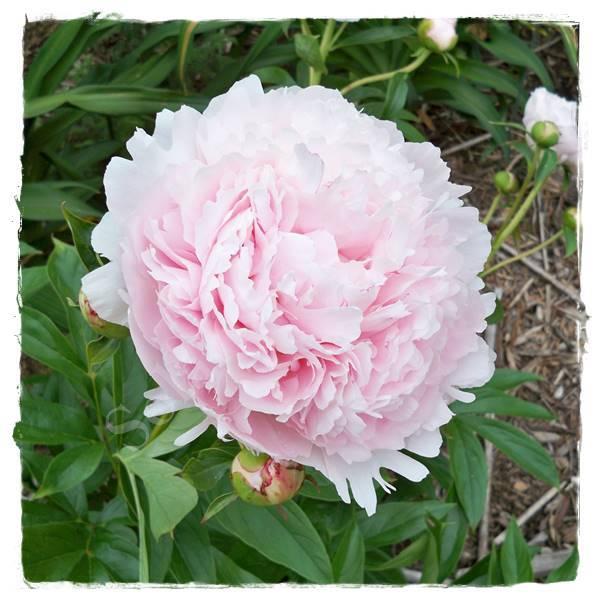 Peony (Paeonia 'Reine Deluxe') in the Peonies Database - Garden.org