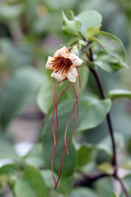 5 seeds Preuss' strophanthus Strophanthus preussii Floral & Garden ...