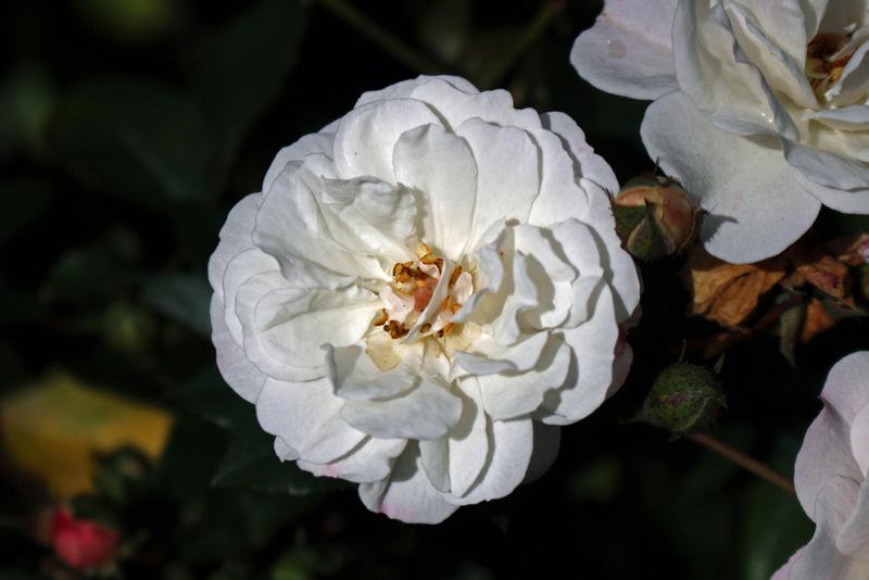 Photo of the bloom of Polyantha Rose (Rosa 'White Pet') posted by ...