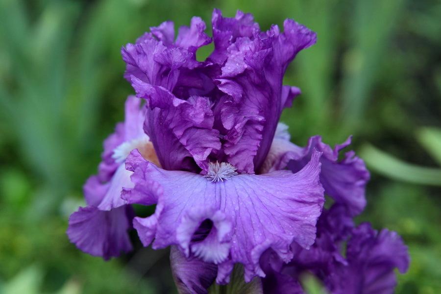 Tall Bearded Iris (Iris 'Russian Violet') in the Irises Database ...