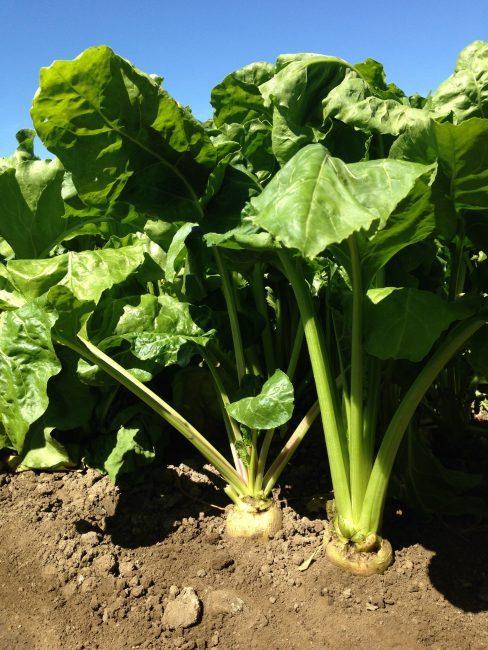 Beet (Beta vulgaris 'Avalanche') in the Beets Database - Garden.org