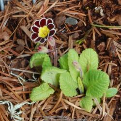 Silver-Laced Primrose (Primula 'Victoriana Silver Lace Black') in the ...