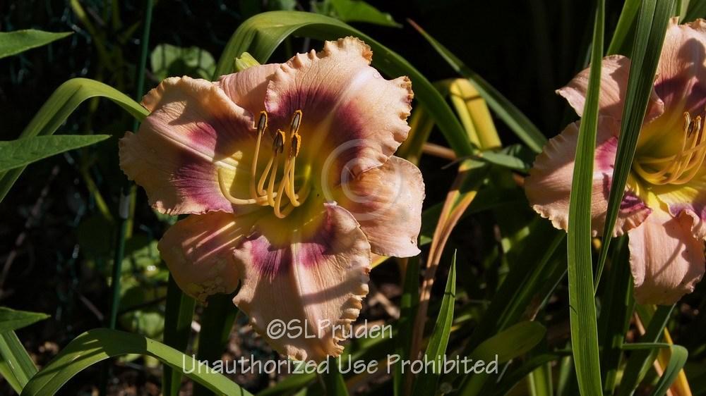 Photo of the bloom of Daylily (Hemerocallis 'Mystical Rainbow') posted ...