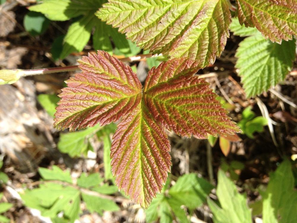 Dwarf Red Blackberry (Rubus pubescens) in the Rubus Database - Garden.org