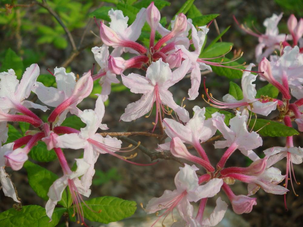 Woodland Landscape Photos in the Shade Gardening forum - Garden.org