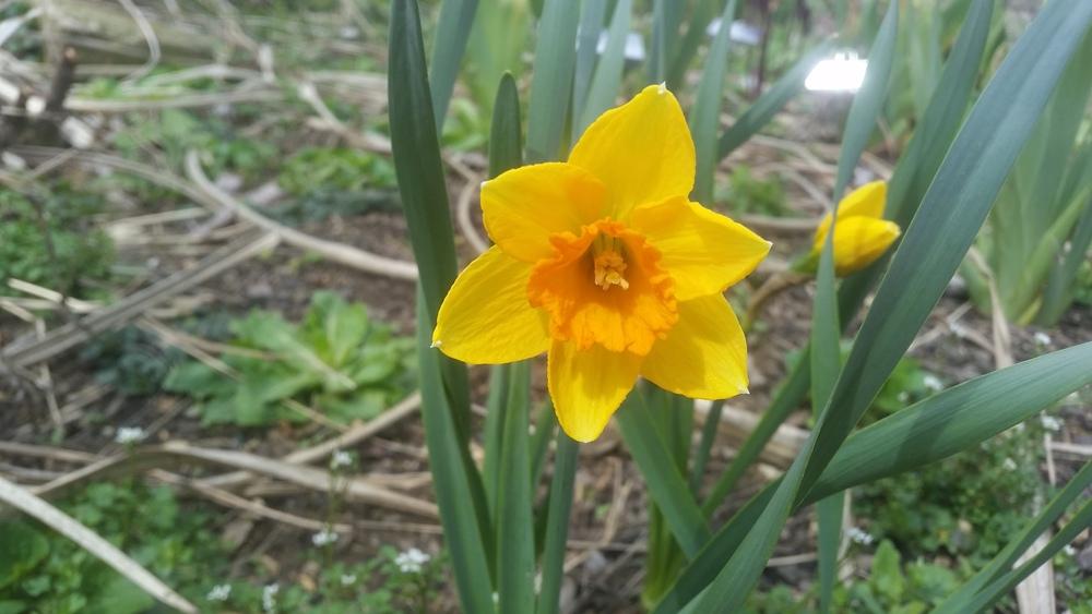 Daffodil (Narcissus 'Fire Flash') in the Daffodils Database - Garden.org