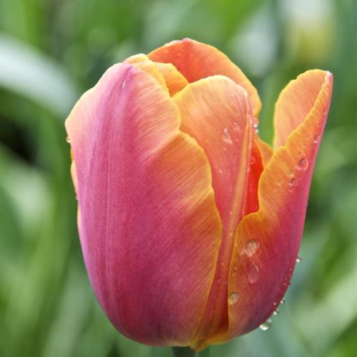 Triumph Tulip (Tulipa 'Jimmy') in the Tulips Database - Garden.org