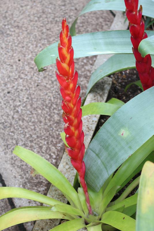 Bromeliad (Vriesea inflata) - Garden.org