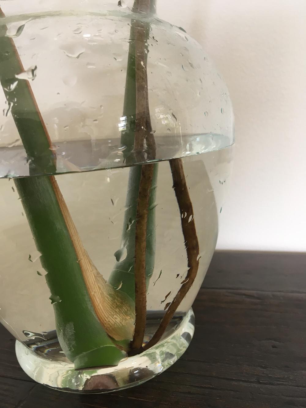 Monstera propagation with very long aerial roots in the Houseplants ...