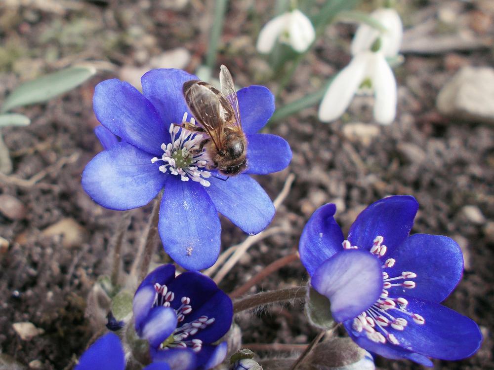 Photo of the bloom of Common Hepatica (Hepatica nobilis) posted by ...