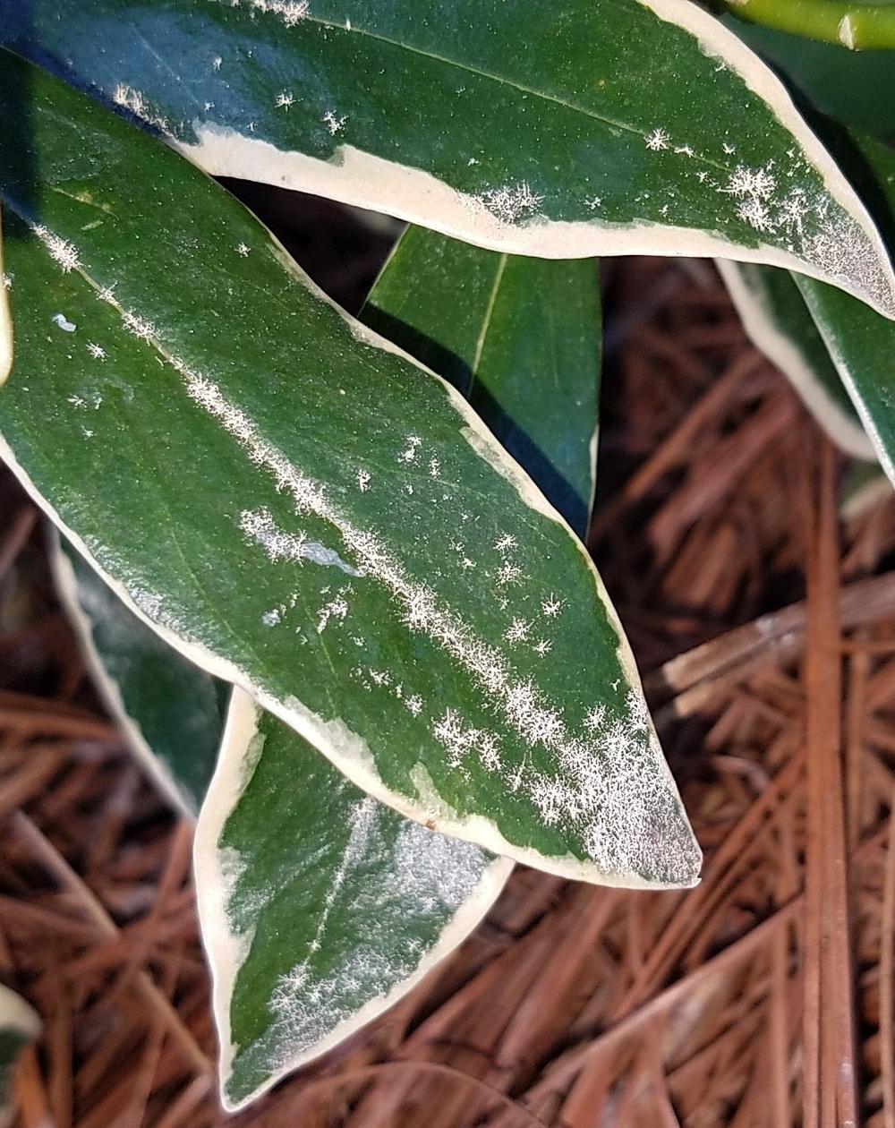 Daphne - fungal infection? in the Pests and Diseases forum - Garden.org