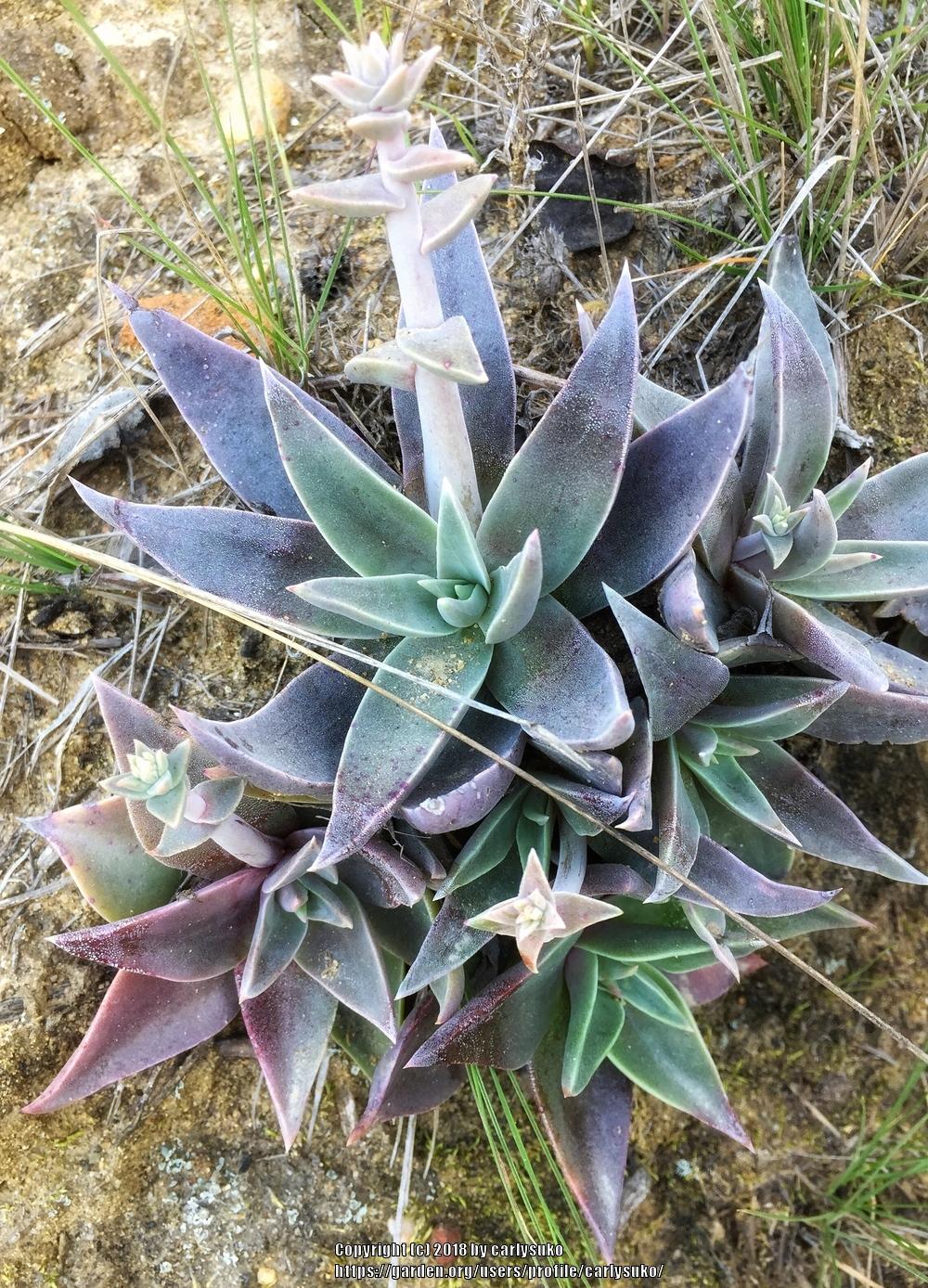 Photo of the entire plant of Lanceleaf Live-Forever (Dudleya lanceolata ...