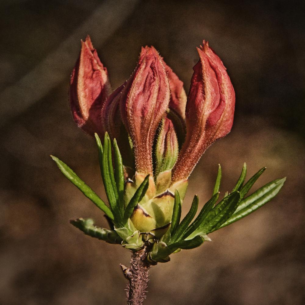 Azalea (Rhododendron 'Knaphill Apricot') in the Rhododendrons Database ...