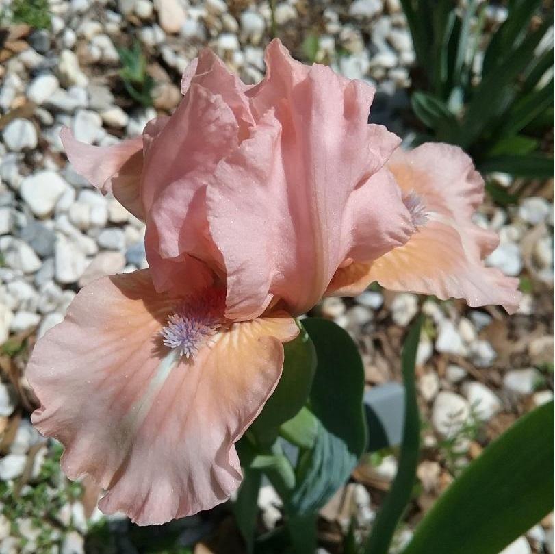 Standard Dwarf Bearded Iris (Iris 'Purr') in the Irises Database ...