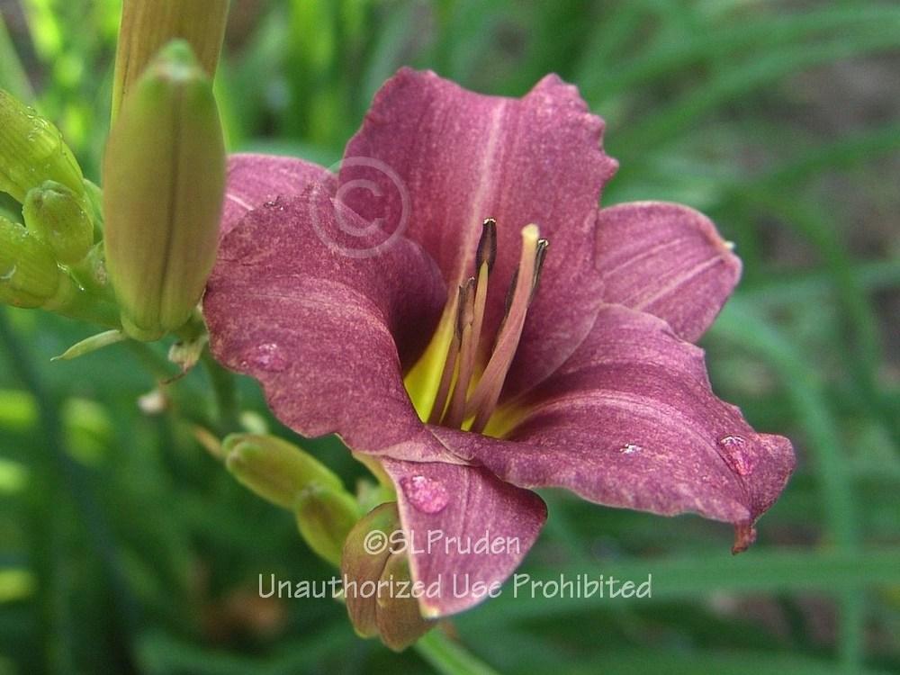 Photo of the bloom of Daylily (Hemerocallis 'Raspberry Pixie') posted ...