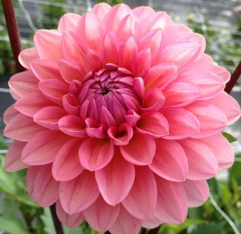 Photo of the bloom of Dahlia 'Scaur Swinton' posted by Joy - Garden.org