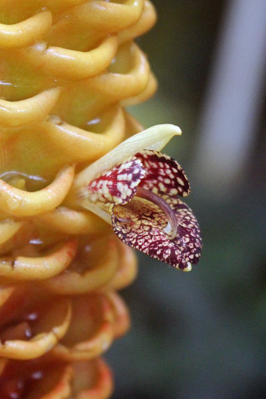 Photo of the bloom of Beehive Ginger (Zingiber spectabile) posted by ...