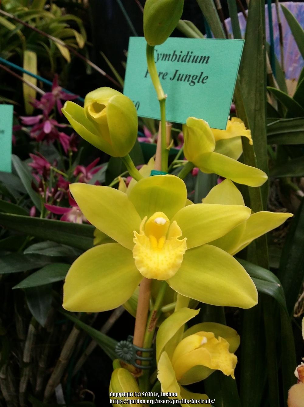 Orchid (Cymbidium Pure Jungle) - Garden.org