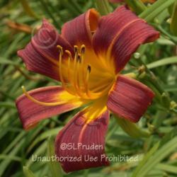 Daylily (Hemerocallis 'Red Magic') in the Daylilies Database - Garden.org