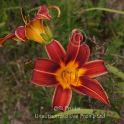 Daylily (Hemerocallis 'Red Magic') in the Daylilies Database - Garden.org
