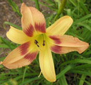 Daylily (Hemerocallis 'Bold Courtier') in the Daylilies Database - Garden.org